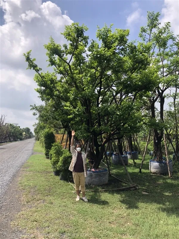 ต้นหมากเม่า โดยKuldee Garden เขตมีนบุรี กรุงเทพมหานคร รหัสสินค้า 358447