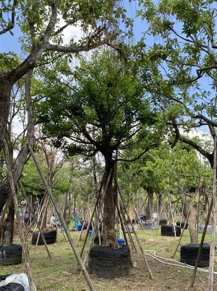 มั่งมี 14” โดยสวนต้นอ้อ พันธุ์ไม้ อ.แก่งคอย จ.สระบุรี รหัสสินค้า 358528