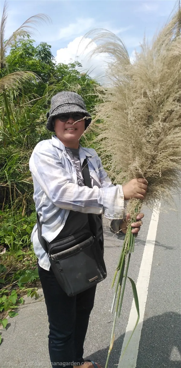 ขายเมล็ดพันธุ์ดอกเลา โดยเมล็ดพันธุ์ดี เกษตรวิถีไทย อ.เมืองระยอง จ.ระยอง ...