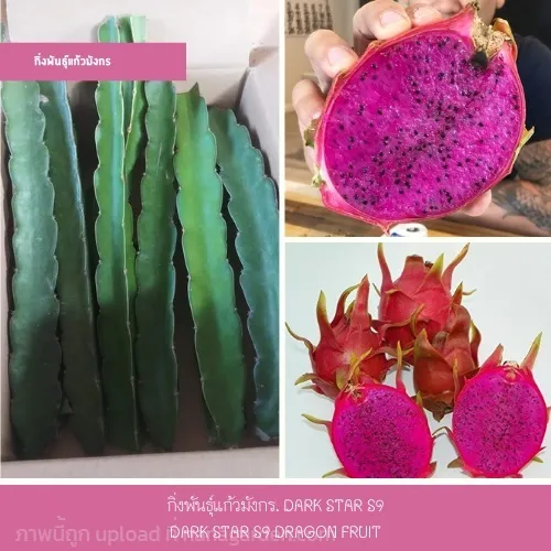 กิ่งพันธุ์แก้วมังกร Dark Star S9 ( Dark Star Dragon Fruit ) โดยสวนแก้ว ...