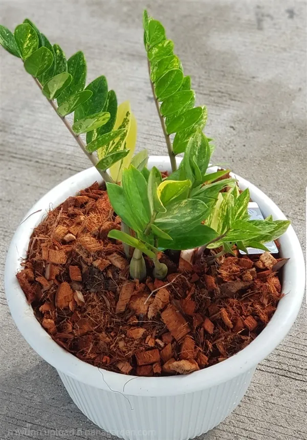 ต้นกวักมรกตด่าง size ตั้ง โดยไฮเดรนเยียที่รัก จ.นนทบุรี รหัสสินค้า 359449