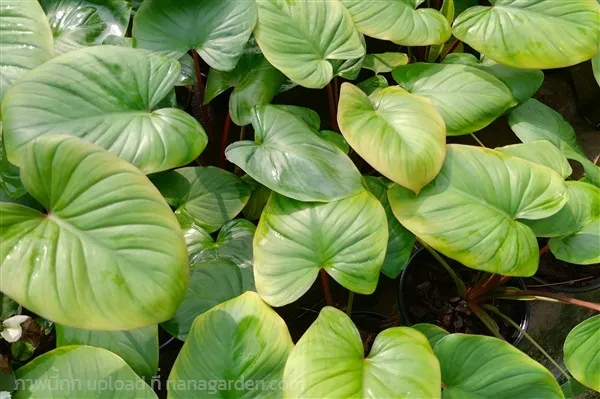 เสน่ห์จันโกเมน โดยสามเงา พรรณไม้ จ.ตาก อ.สามเงา จ.ตาก รหัสสินค้า 359490