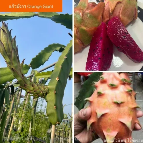 Orange Giant ,Giant orange dragon fruit ต้นแก้วมังกรสีส้ม แก โดยสวนแก้ว ...