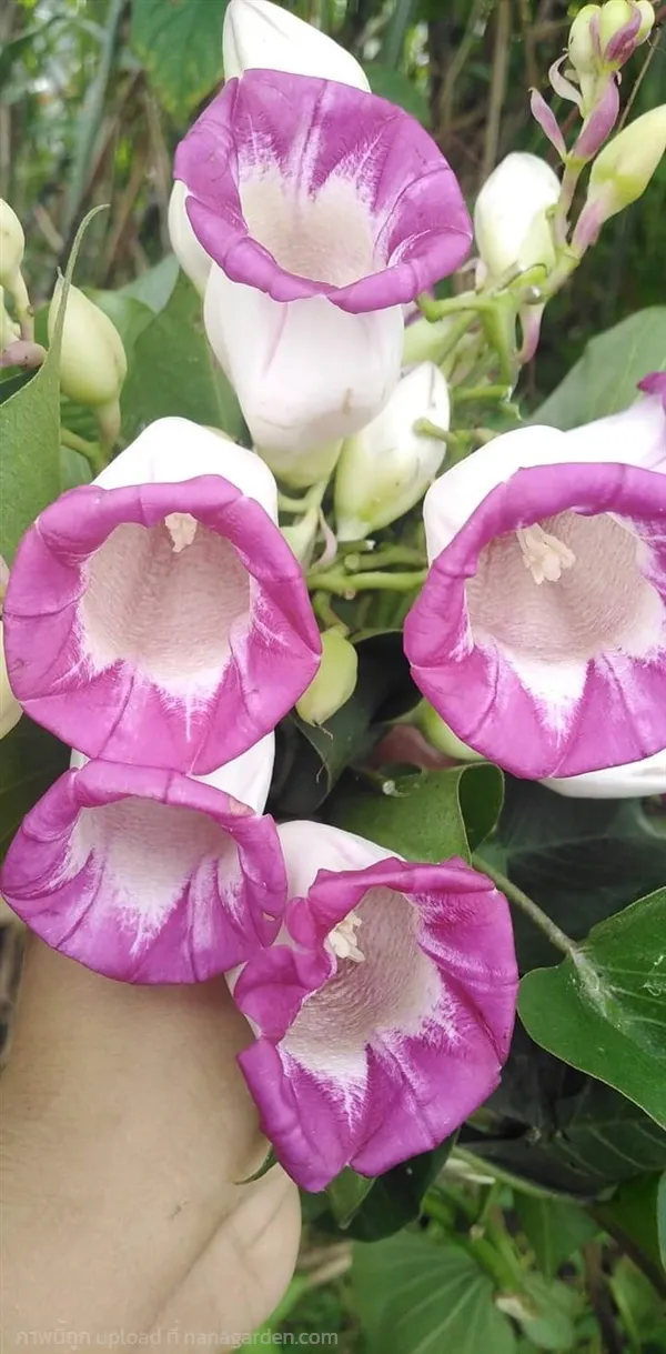 ผักบุ้งช้าง ดอกจิ้งโจ้ เถาสะดึงช้าง โดยเมล็ดพันธุ์ดี เกษตรวิถีไทย อ. ...