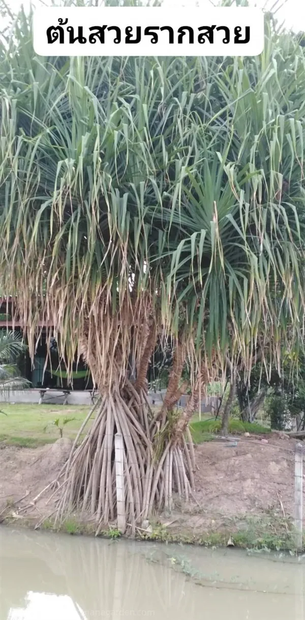 เตยทะเล ลำเจียก เมล็ดพันธ์/ต้นกล้า โดยเมล็ดพันธุ์ดี เกษตรวิถีไทย อ. ...