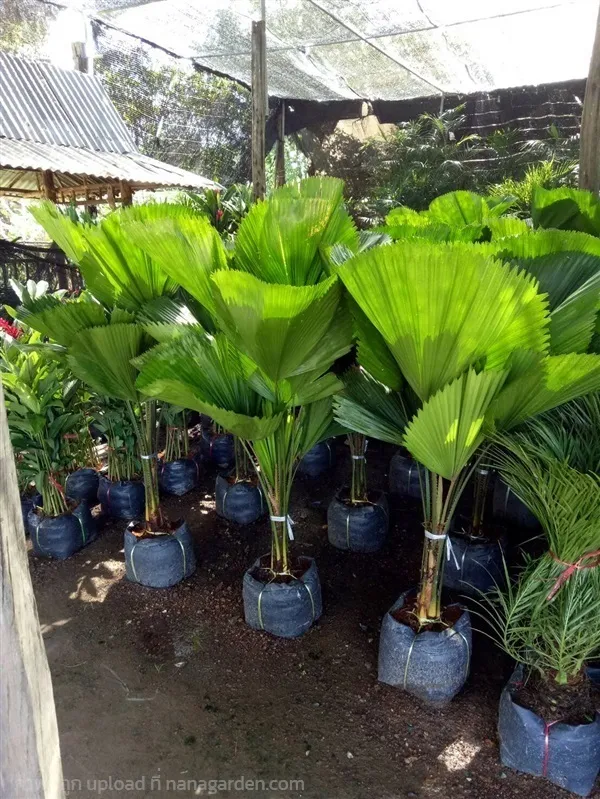ต้นปาล์มจีบ โดยจรูญศักดิ์0404 พันธุ์ไม้ อ.บางพลี จ.สมุทรปราการ รหัส ...