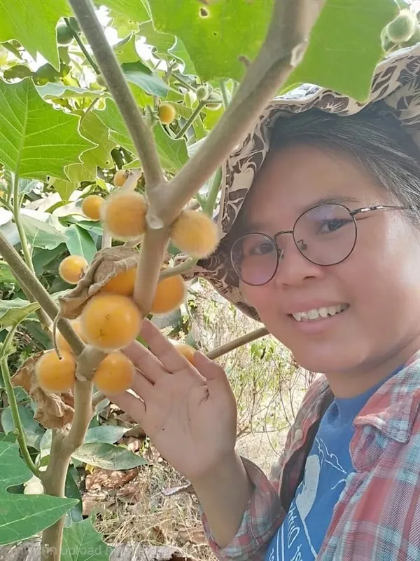 มะอึก โดยเมล็ดพันธุ์ดี เกษตรวิถีไทย อ.เมืองระยอง จ.ระยอง รหัสสินค้า 360329