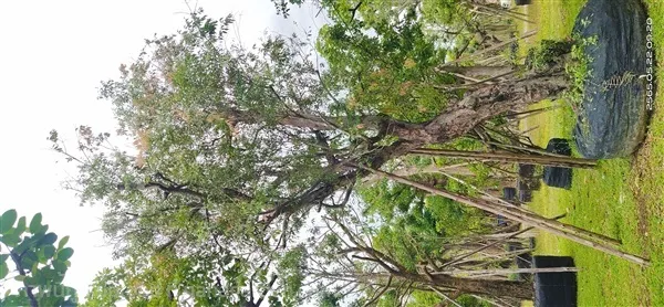 ต้นเสม็ดแดง โดยสวนสมใจนึก อ.แก่งคอย จ.สระบุรี รหัสสินค้า 360342