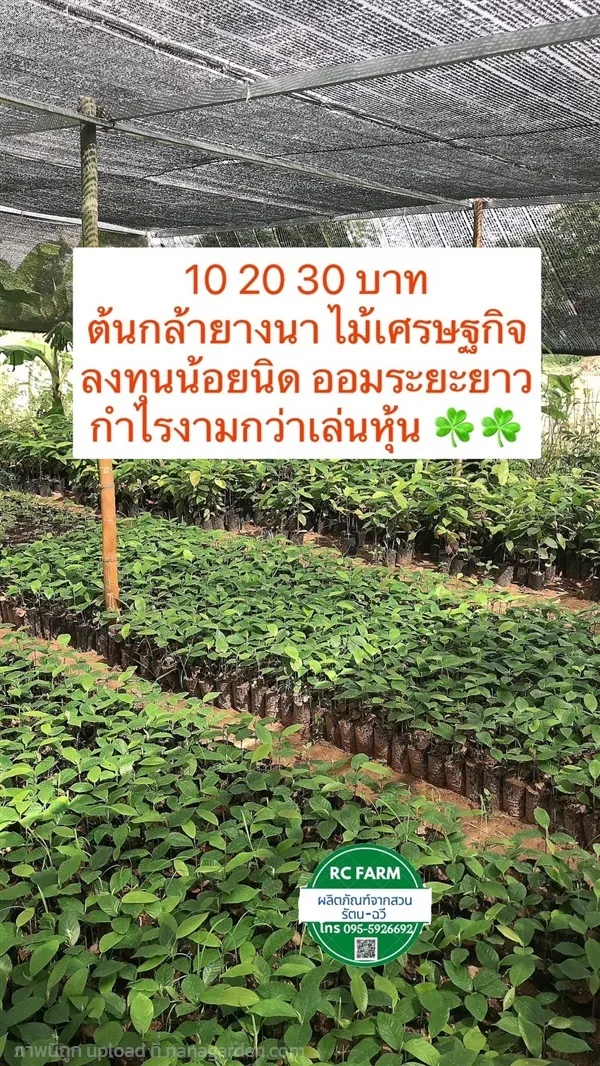 ต้นกล้ายางนา โดย2232shop อ.พล จ.ขอนแก่น รหัสสินค้า 360689