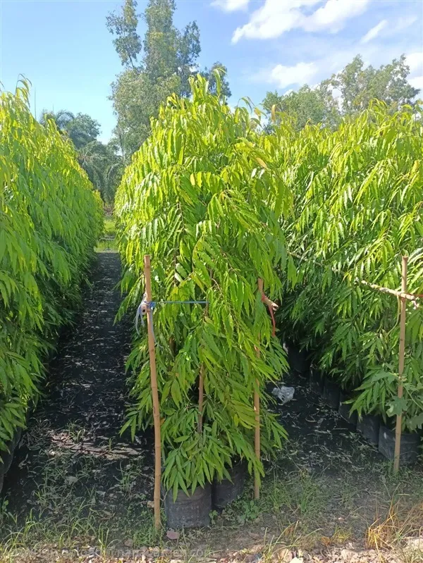 ต้นอโศกอินเดีย จ่ายเงินปลายทางได้ โดยสมัยพันธุ์ไม้ จ.ปทุมธานี รหัสสินค้า 360757