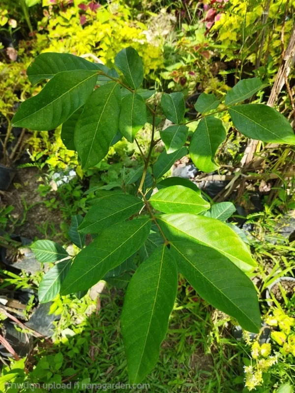 ต้นพันธุ์ เงาะ เงาะโรงเรียน พร้อมส่งในถุงดำ 99 บาท โดยเจซีฟาร์ม อ.เวียง ...