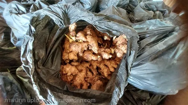 ขิง โดยพีพี ขิง จ.ลำพูน รหัสสินค้า 361071