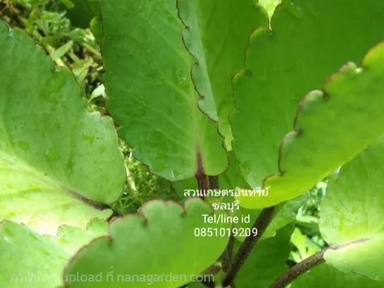 ขายต้นคว้ำตายหงายเป็น โดยสวนเกษตรอินทรีย์ อ.พนัสนิคม จ.ชลบุรี รหัส ...