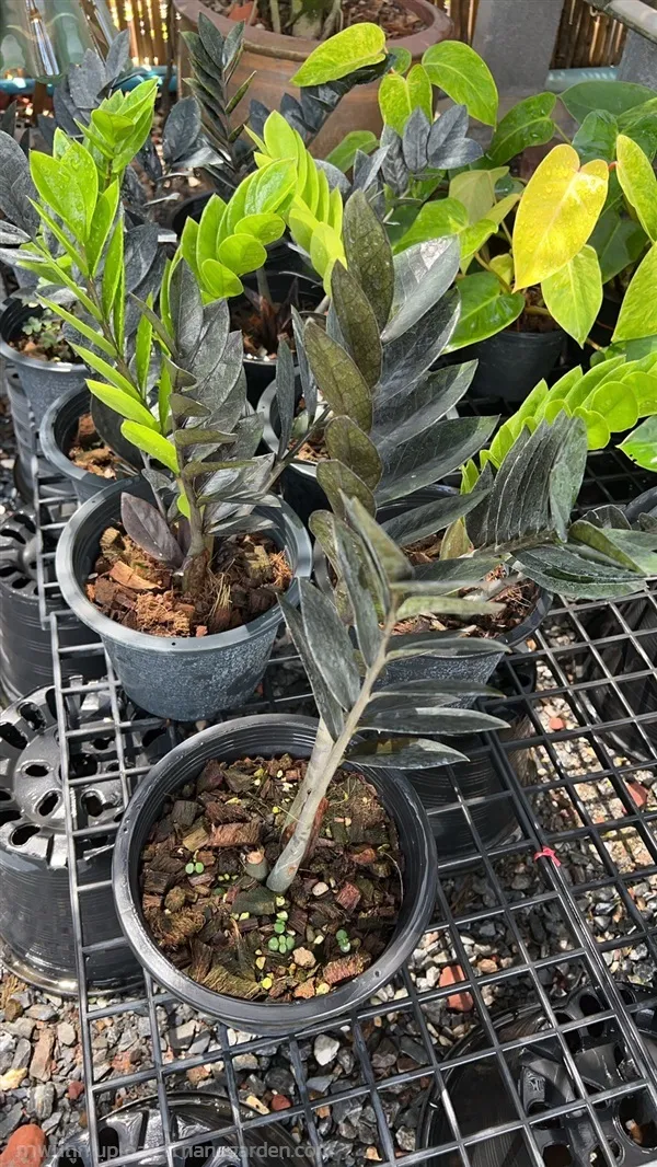 กวักมรกตดำ black zanzibar gem โดยAlungkarn อ.เมืองราชบุรี จ.ราชบุรี ...