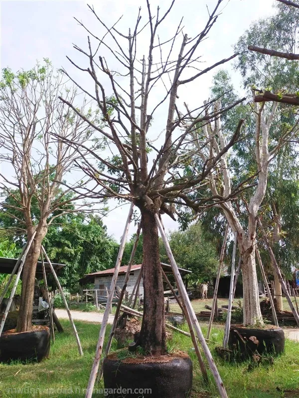 ต้นมั่งมี โดยTrees-Royce Garden อ.องครักษ์ จ.นครนายก รหัสสินค้า 361664