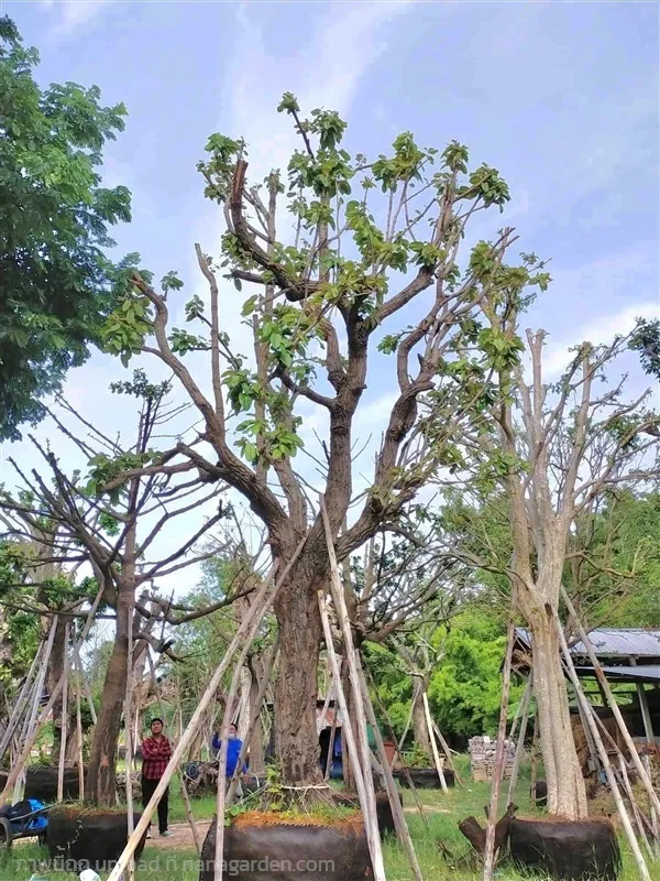 ต้นพยอม โดยTrees-Royce Garden อ.องครักษ์ จ.นครนายก รหัสสินค้า 361689