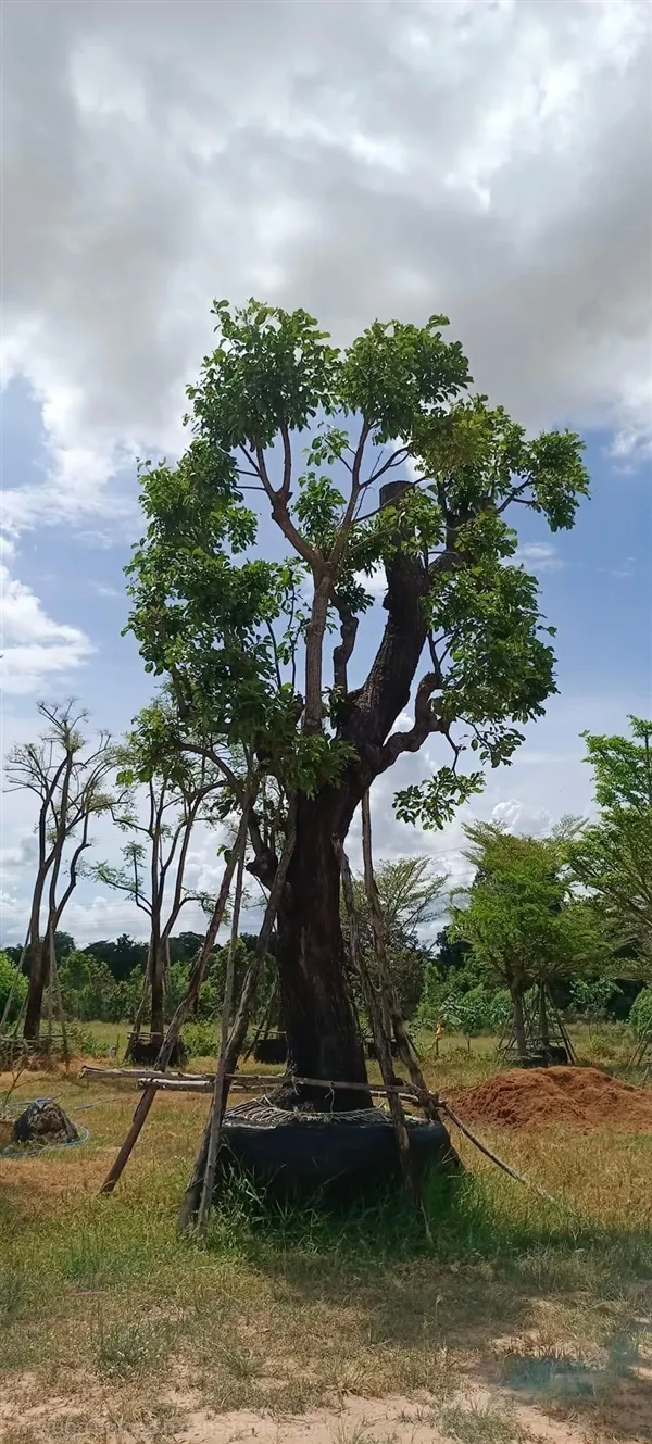 ต้นพยอม โดยTrees-Royce Garden อ.องครักษ์ จ.นครนายก รหัสสินค้า 361776