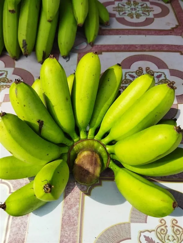 กล้วยไข่จากบ้านสวนเชียงรายปลูกจากธรรมชาติ ไม่มีสารพิษ โดยเจซีฟาร์ม อ. ...