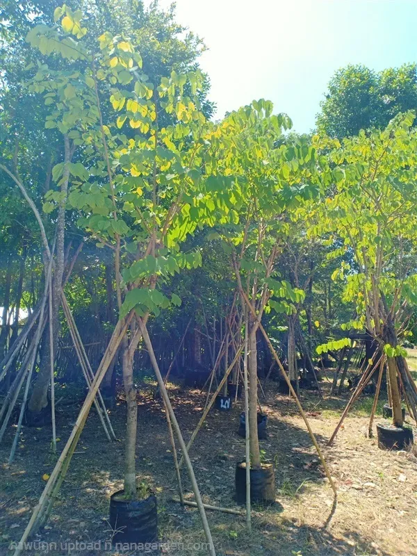 ต้นชงโคเปอร์เซีย โดยร้านขายต้นไม้ดงบังปราจีนราคาถูก อ.เมืองปราจีนบุรี ...