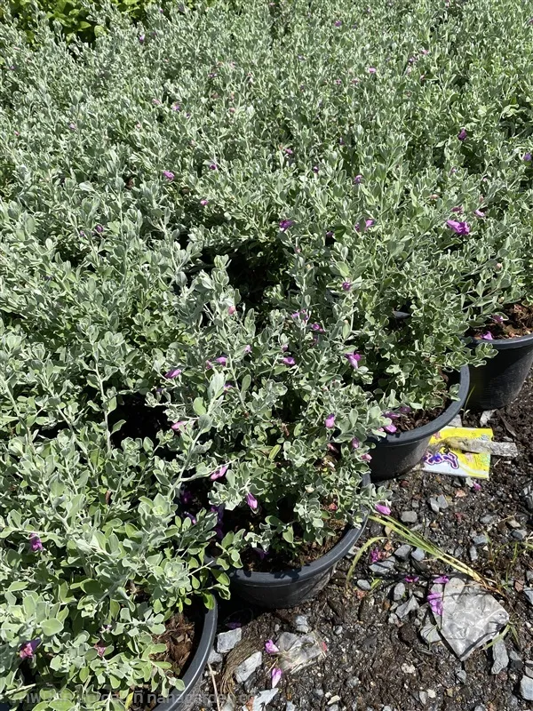 นีออน Ash bush โดยAlungkarn อ.เมืองราชบุรี จ.ราชบุรี รหัสสินค้า 362390