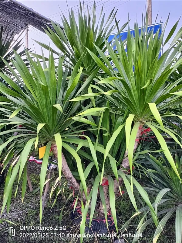 ต้นจันผา โดยร้านขายต้นไม้ดงบังปราจีนราคาถูก อ.เมืองปราจีนบุรี จ. ...