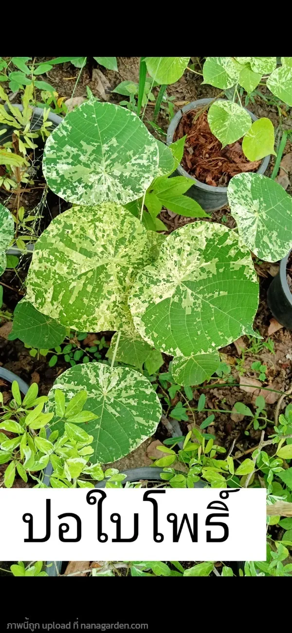 ปอใบโพธิ์ โดยสวนรัชยันต์65 เขตวังทองหลาง กรุงเทพมหานคร รหัสสินค้า 363137