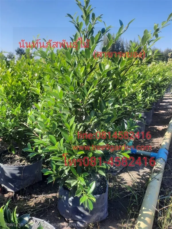 ไทรเกาหลี 5 บาท โดยไบโอเทคโนโลยีฟาร์ม อ.บ้านฉาง จ.ระยอง รหัสสินค้า 364136