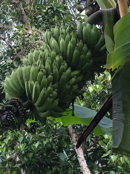 พันธุ์กล้วยนำ้นมราชสีห์ จ่ายเงินปลายทางได้ โดยสมพงศ์ฟาร์ม อ.เมืองตรัง ...