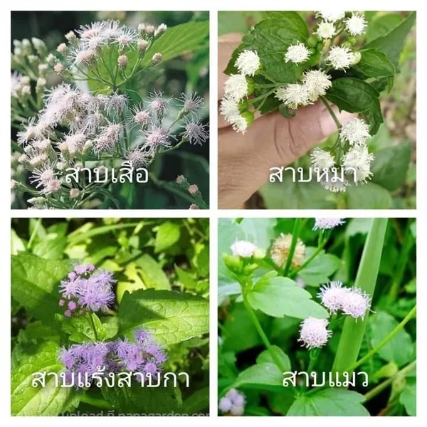 สาบเสือ สาบหมา สาบแมว สาบแร้งสาบกา โดยเมล็ดพันธุ์ดี เกษตรวิถีไทย อ. ...