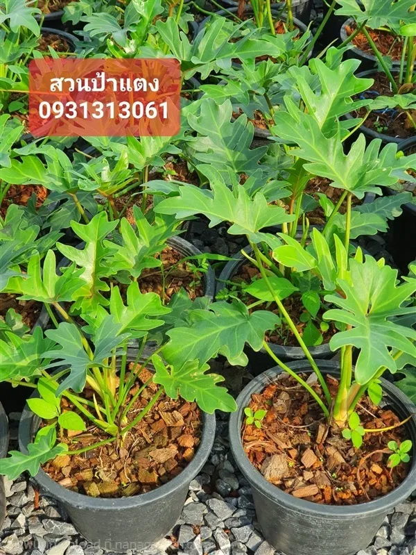 ต้นซานาดู ไม้จัดสวน สวนป้าแตงคลอง 15 โดยสวนป้าแตง คลอง 15 จ.นครนายก ...