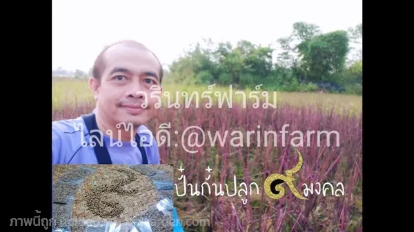 ข้าวสีชมพู ข้าวพริ้งเลดี โดยวรินทร์ฟาร์ม จ.พะเยา รหัสสินค้า 364975