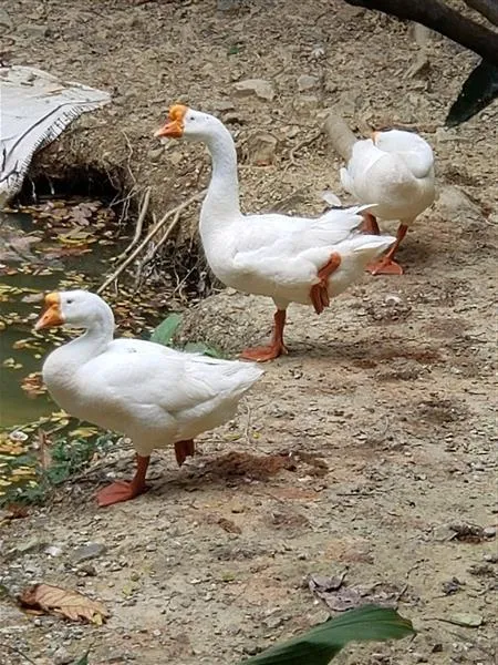 ขายพ่อพันธุ์ แม่พันธุ์ห่านขาว โดยสวนเอเดน โป่งน้ำร้อน อ.โป่งน้ำร้อน จ. ...
