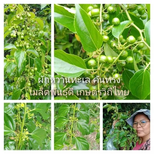 ผักหวานทะเล คันทรง ผักก้านตรง โดยเมล็ดพันธุ์ดี เกษตรวิถีไทย อ.เมือง ...