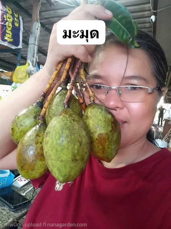 มะมุด ขายเมล็ดพันธ์/ต้นกล้า โดยเมล็ดพันธุ์ดี เกษตรวิถีไทย อ.เมืองระยอง ...