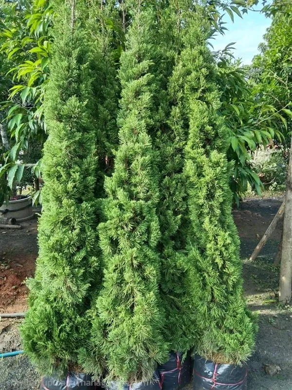 สนมังกร โดยTrees-Royce Garden อ.องครักษ์ จ.นครนายก รหัสสินค้า 366679