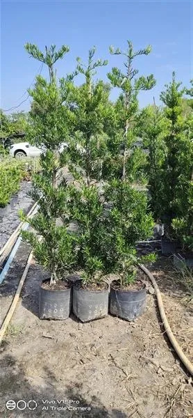 สนใบพาย โดยร้านน้ำฟ้า การ์เด้น อ.ธัญบุรี จ.ปทุมธานี รหัสสินค้า 367023