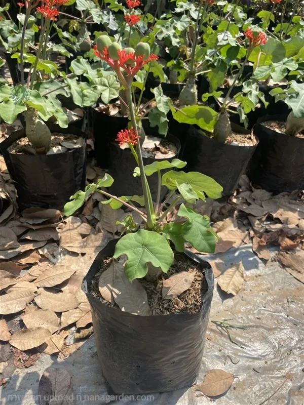 หนุมานนั่งแท่น โดยสวนไม้ดอกไม้ประดับภูเรือ อ.ภูเรือ จ.เลย รหัสสินค้า 367863