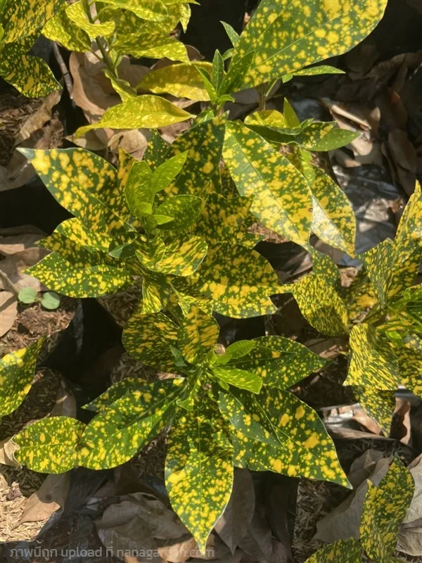 โกสนใบเหลืองลาย โดยสวนไม้ดอกไม้ประดับภูเรือ อ.ภูเรือ จ.เลย รหัสสินค้า ...