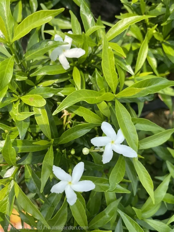 พุดศุภโชค โดยสวนไม้ดอกไม้ประดับภูเรือ อ.ภูเรือ จ.เลย รหัสสินค้า 367874