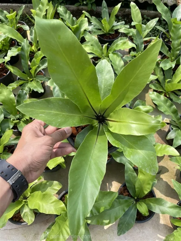 เฟิร์นข้าหลวง โดยสวนไม้ดอกไม้ประดับภูเรือ อ.ภูเรือ จ.เลย รหัสสินค้า 367878