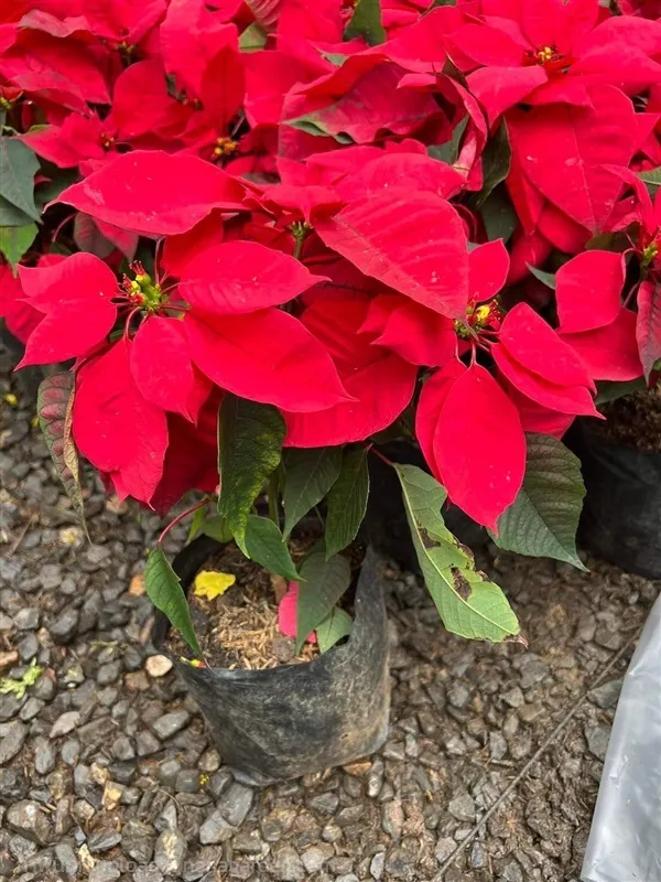 ต้นคริสต์มาส โดยสวนพันธุ์ไม้ ป๊อบ อ.องครักษ์ จ.นครนายก รหัสสินค้า 367953