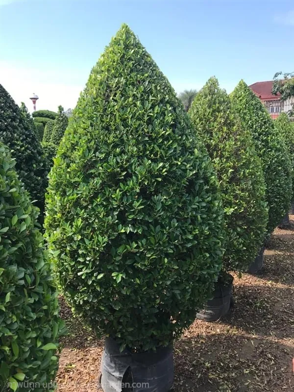 ไทรคอมแพค โดยณัฐพลพันธุ์ไม้ จ.ปราจีนบุรี รหัสสินค้า 368242