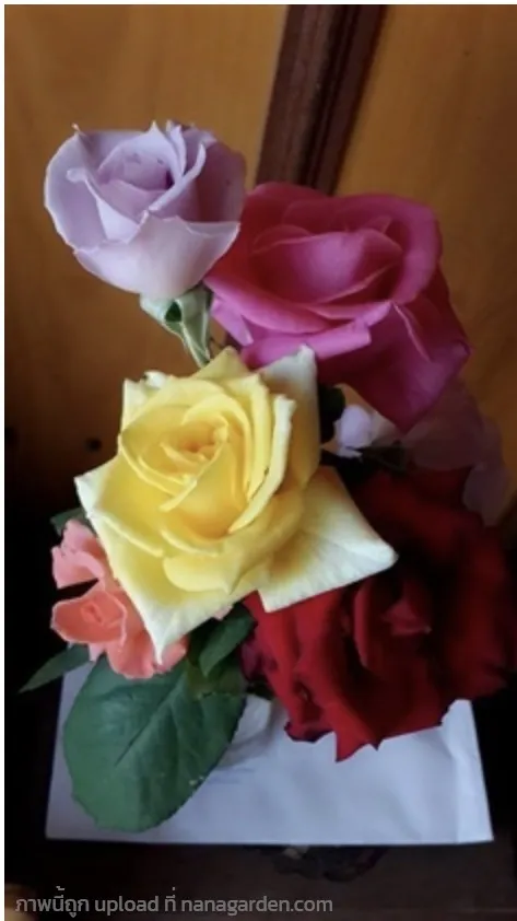 กุหลาบ โดยคุณกุ จ.เพชรบุรี รหัสสินค้า 369123