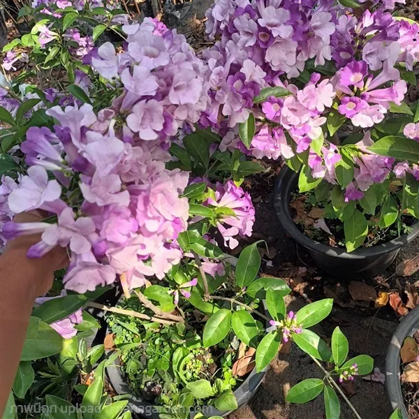 กระเทียมเถา โดยร้านน้ำฟ้า การ์เด้น อ.ธัญบุรี จ.ปทุมธานี รหัสสินค้า 369154