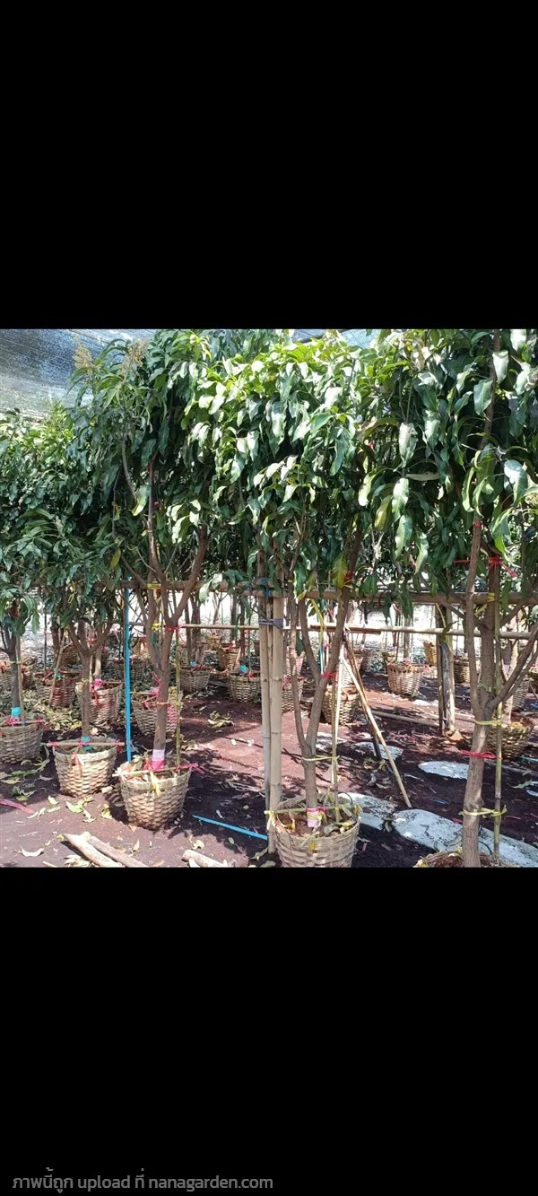 มะม่วงแก้ว โดยพิชญา ว่าน- สมุนไพร เขตคลองสามวา กรุงเทพมหานคร รหัสสินค้า ...