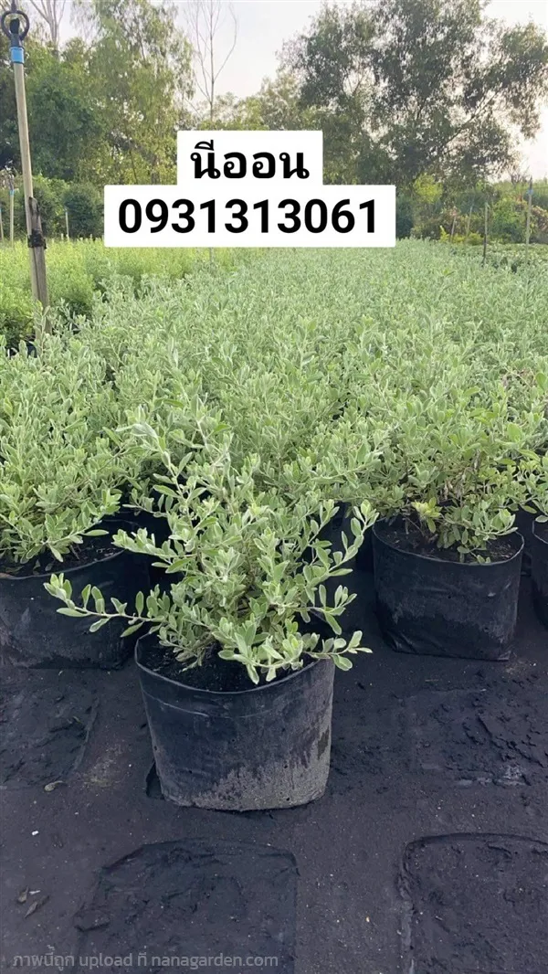 นีออน โดยสวนลุงดำพันธุ์ไม้ จ.นครนายก รหัสสินค้า 369892