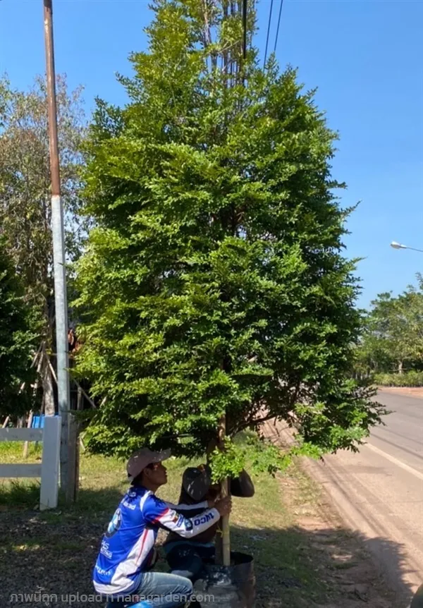 ต้นล่ำซำ โดยสวนนพดลพันธุ์ไม้ อ.บ้านนา จ.นครนายก รหัสสินค้า 370054