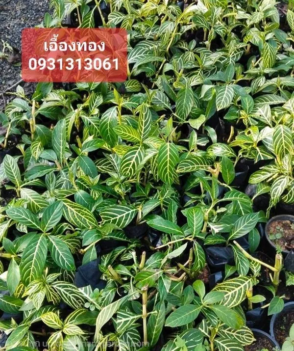 ต้นเอื้องทอง โดยสวนลุงดำพันธุ์ไม้ จ.นครนายก รหัสสินค้า 370077