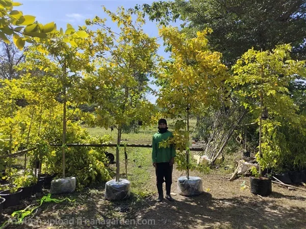 ชะแมบทอง ความสูง 2.50 เมตร โดยร้านเทพนิมิตร จ.ปราจีนบุรี รหัสสินค้า 370140