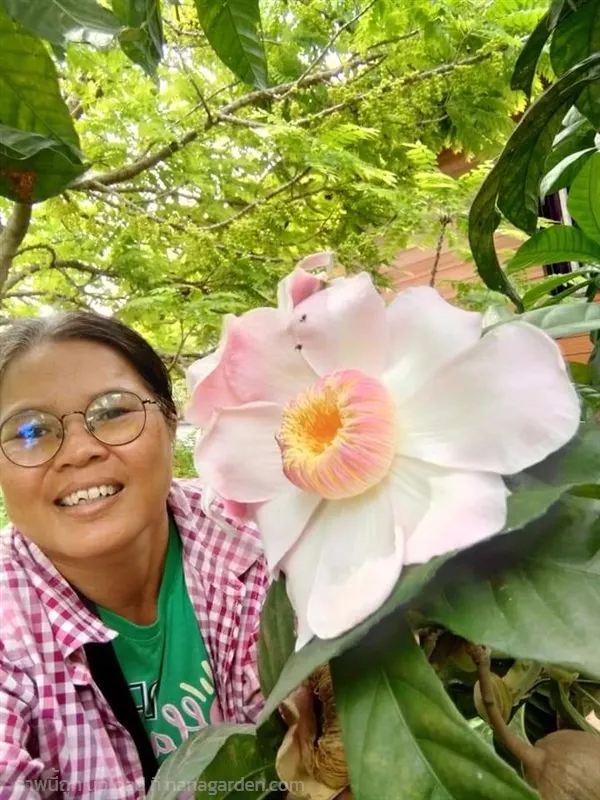 บัวสวรรค์ โดยเมล็ดพันธุ์ดี เกษตรวิถีไทย อ.เมืองระยอง จ.ระยอง รหัสสินค้า ...